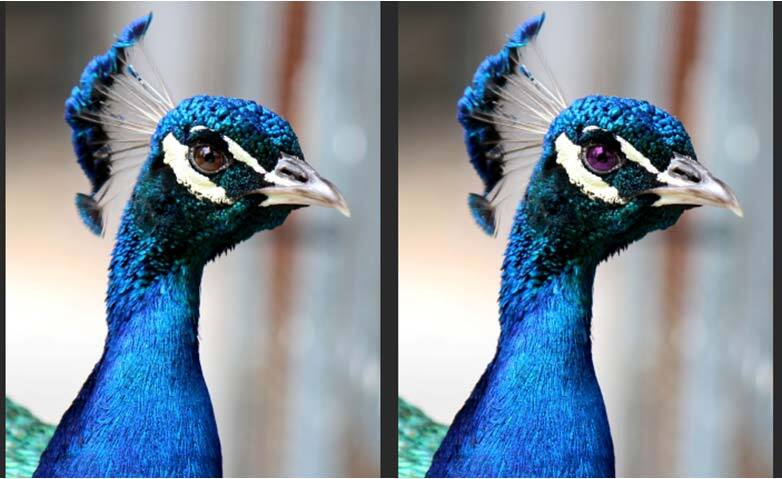 How To Change The Color Of An Image In PaintShop Pro