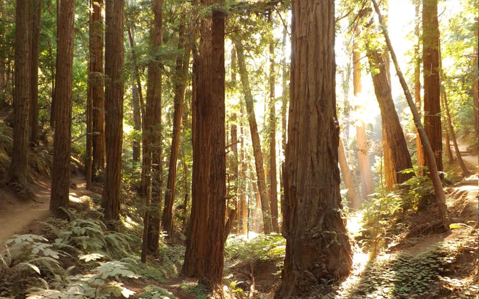 AI art generator – Vision FX | PaintShop Pro