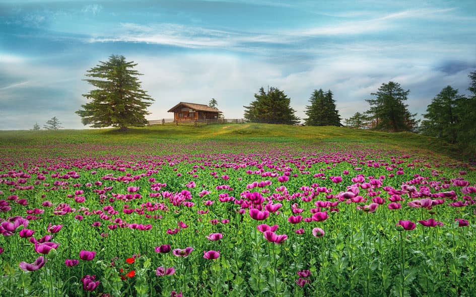 AI art generator – Vision FX | PaintShop Pro