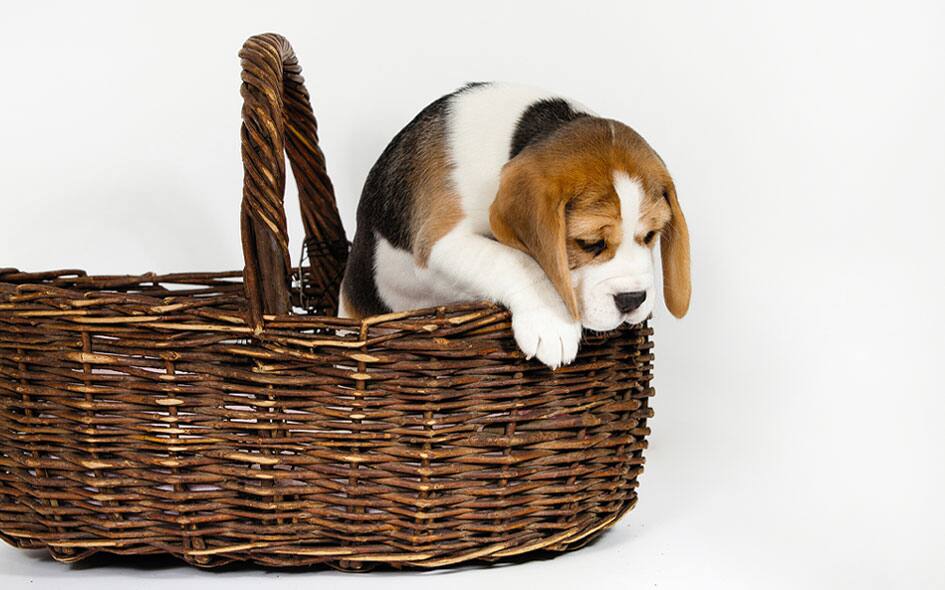 AI art generator – Vision FX | PaintShop Pro